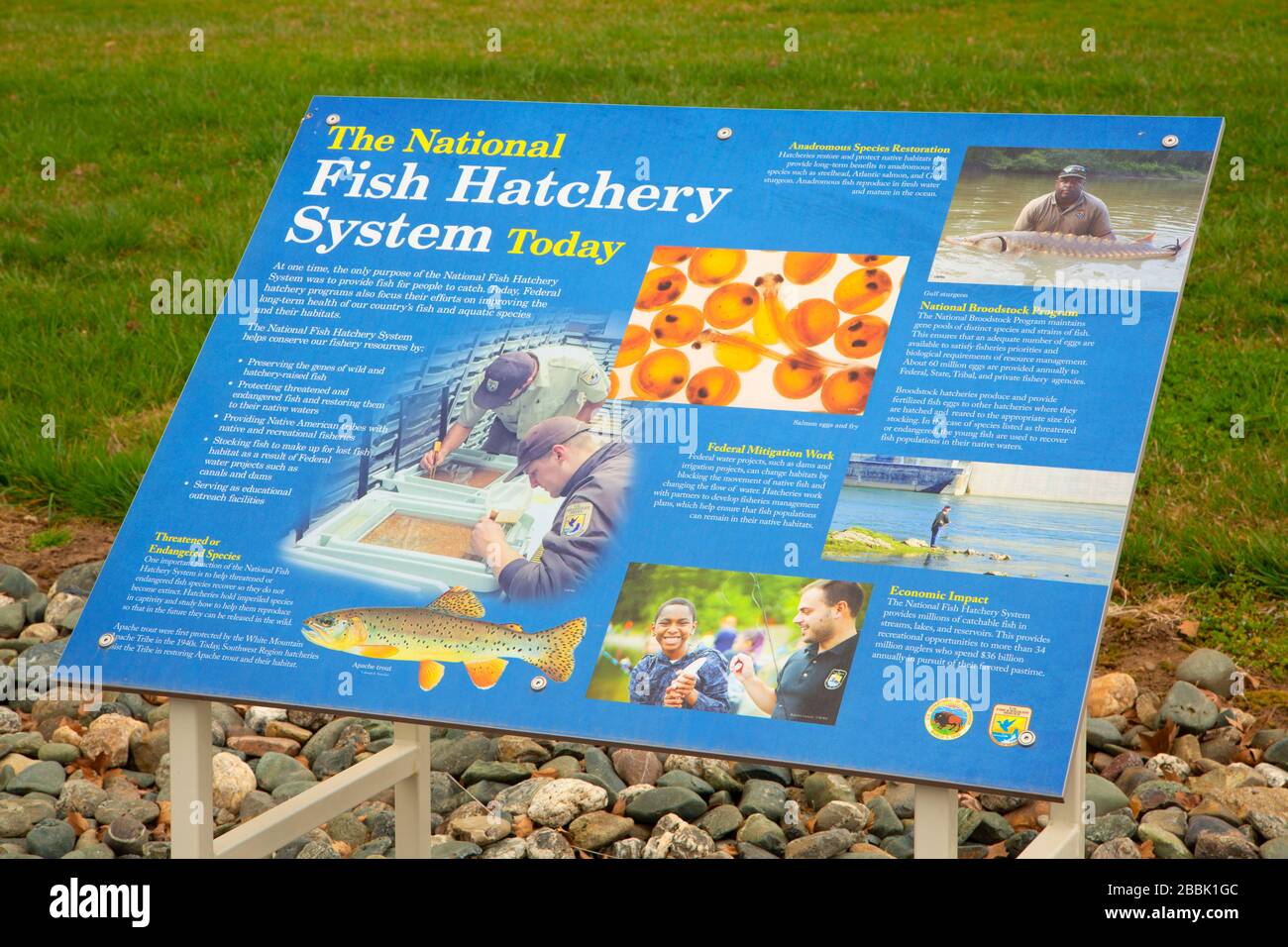Interpretive board, Coleman National Fish Hatchery, California Stock ...
