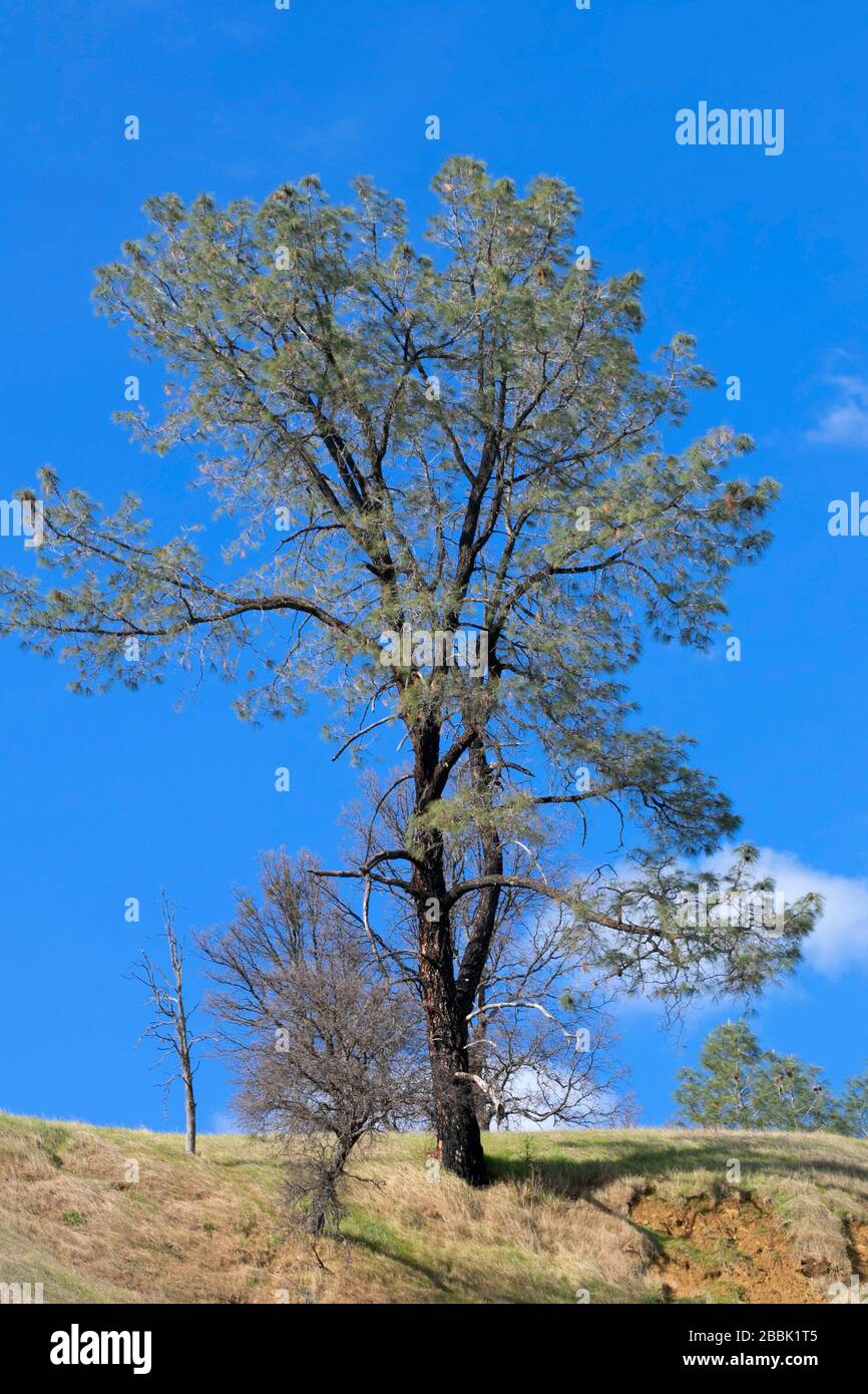 Gray pine (Pinus sabineana), Cache Creek Natural Area, California Stock ...