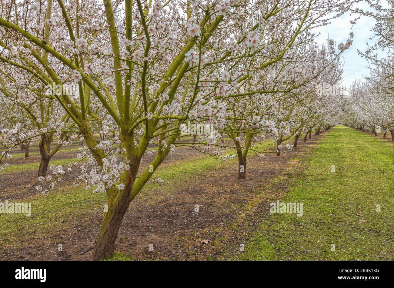 Early california agriculture hi-res stock photography and images - Alamy