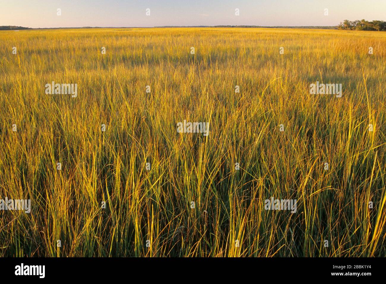 Salt marsh estuary hi-res stock photography and images - Alamy