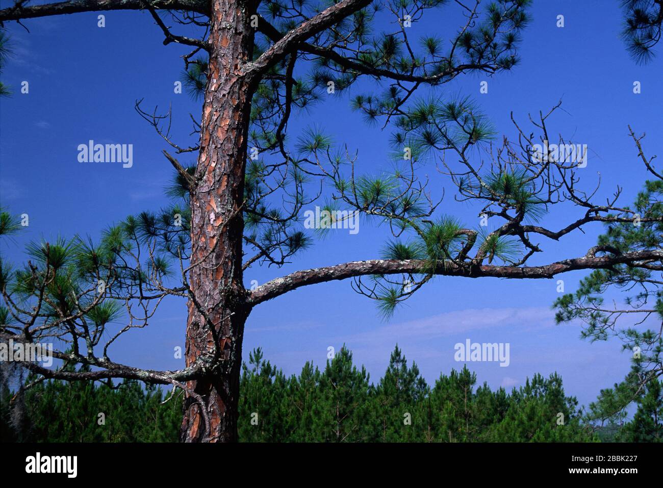 Georgia pine hi-res stock photography and images - Alamy