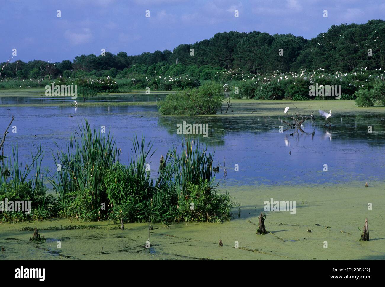 Harris neck national wildlife refuge hi-res stock photography and ...