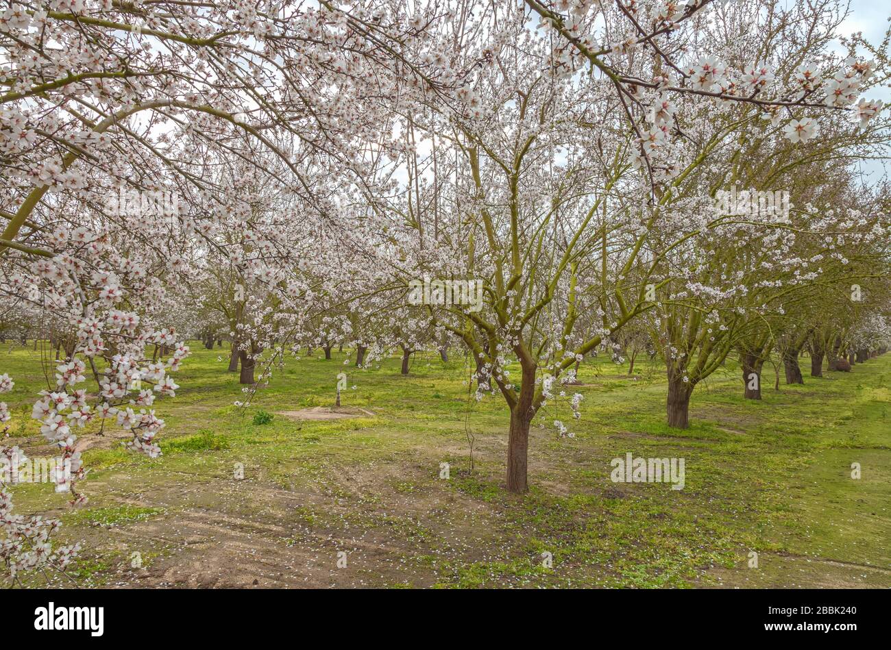 Field of almond trees bloom at early spring in Manteca, California ...
