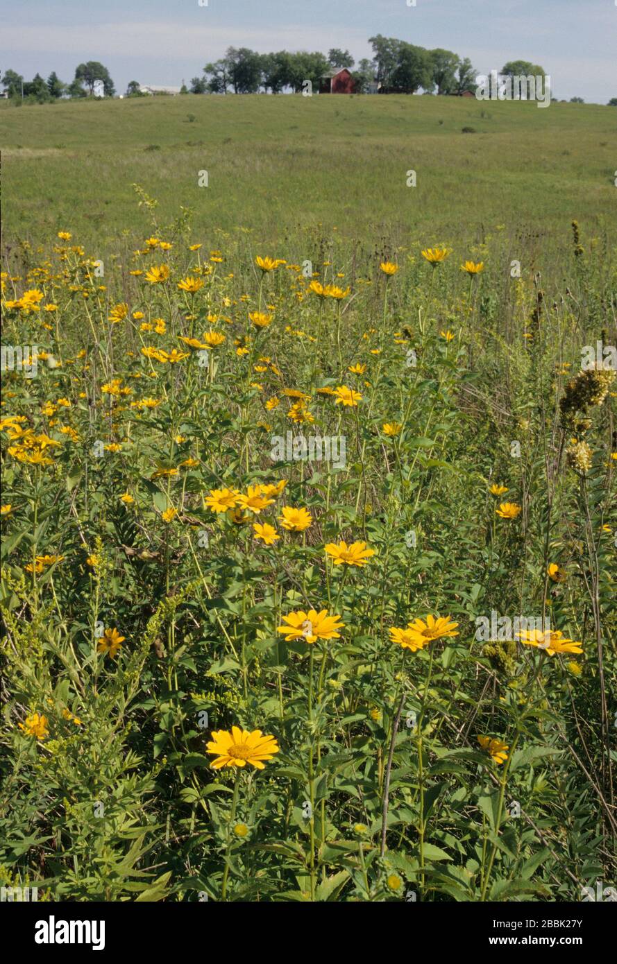 Prairie grass restoration hi-res stock photography and images - Alamy