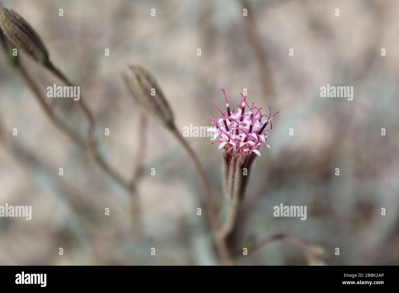 Blooms taxonomy hi-res stock photography and images - Alamy