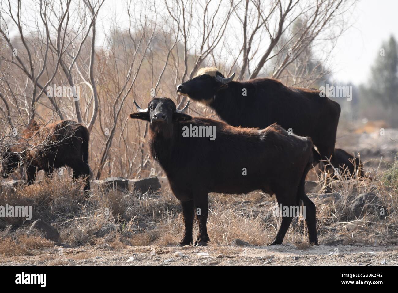 River buffalos. Species of wild ungulates reproduced in the Al Azrak ...