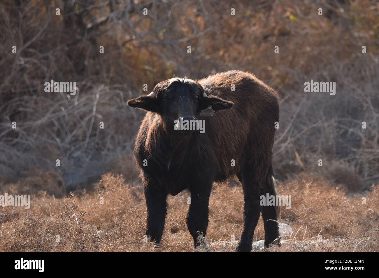 River buffalos. Species of wild ungulates reproduced in the Al Azrak ...
