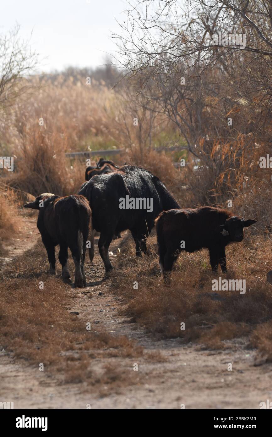 River buffalos. Species of wild ungulates reproduced in the Al Azrak ...
