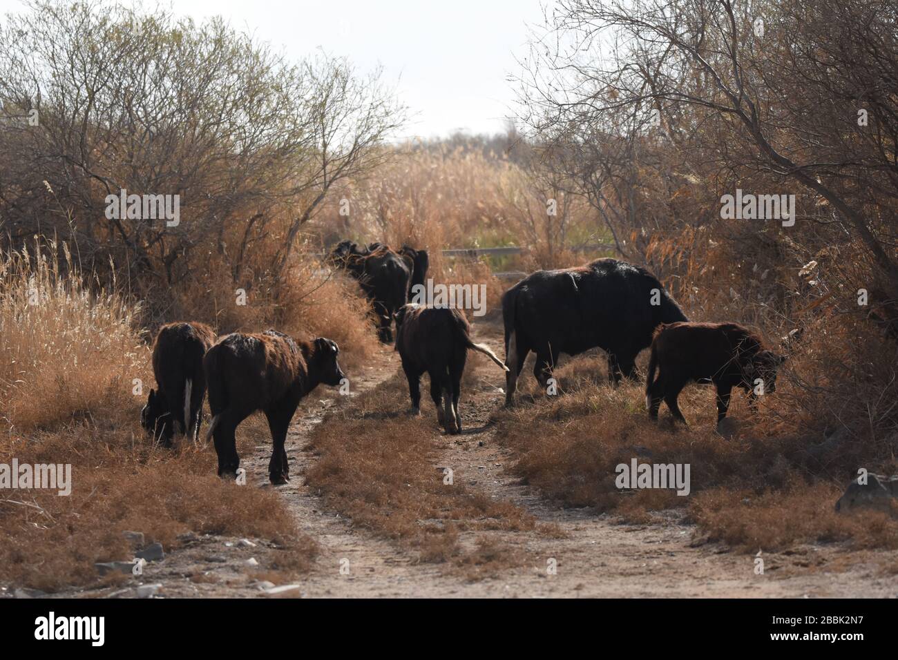River buffalos. Species of wild ungulates reproduced in the Al Azrak ...