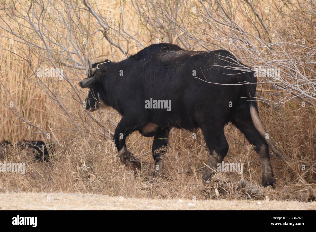 River buffalos. Species of wild ungulates reproduced in the Al Azrak ...