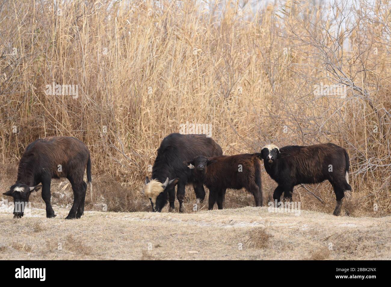 River buffalos. Species of wild ungulates reproduced in the Al Azrak ...