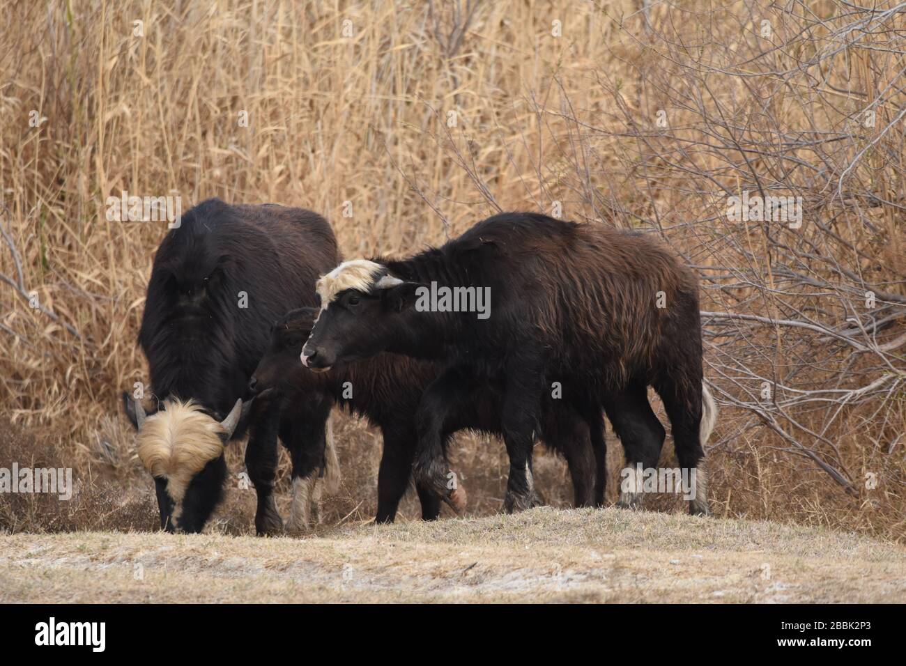 River buffalos. Species of wild ungulates reproduced in the Al Azrak ...