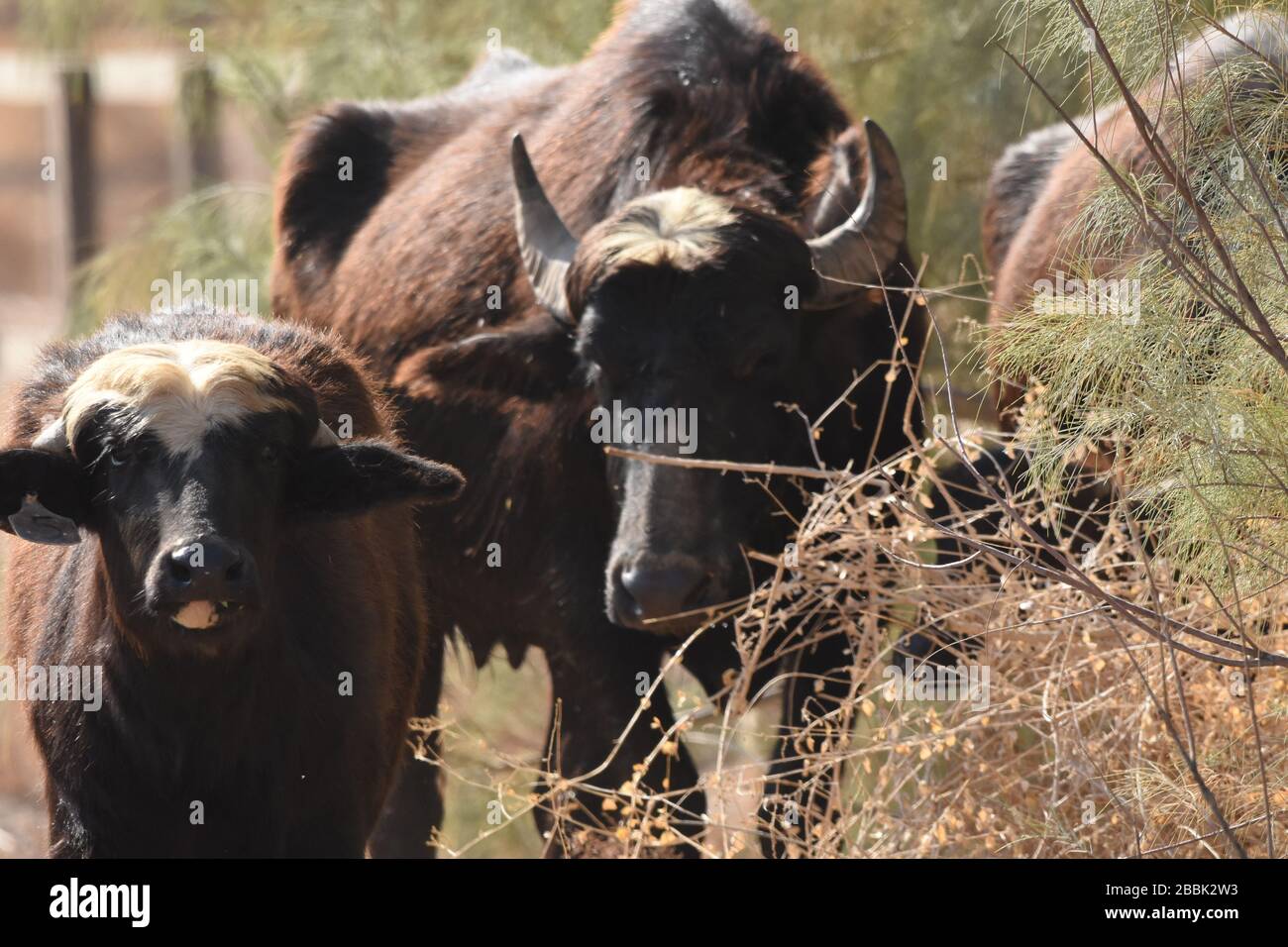 River buffalos. Species of wild ungulates reproduced in the Al Azrak ...