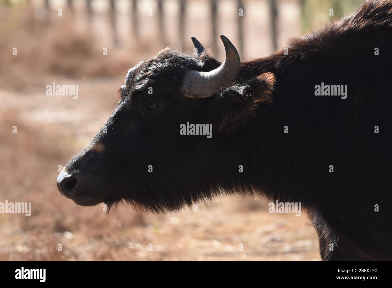 River buffalos. Species of wild ungulates reproduced in the Al Azrak ...
