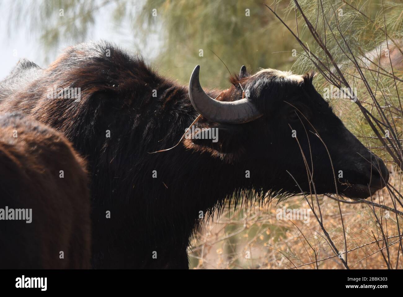 River buffalos. Species of wild ungulates reproduced in the Al Azrak ...