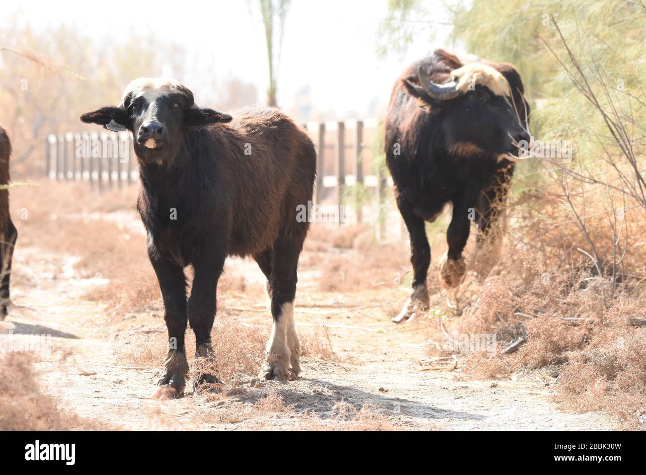 River buffalos. Species of wild ungulates reproduced in the Al Azrak ...