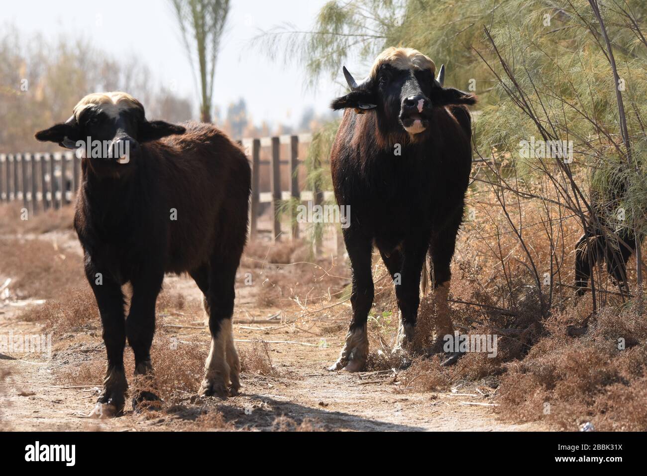 River buffalos. Species of wild ungulates reproduced in the Al Azrak ...