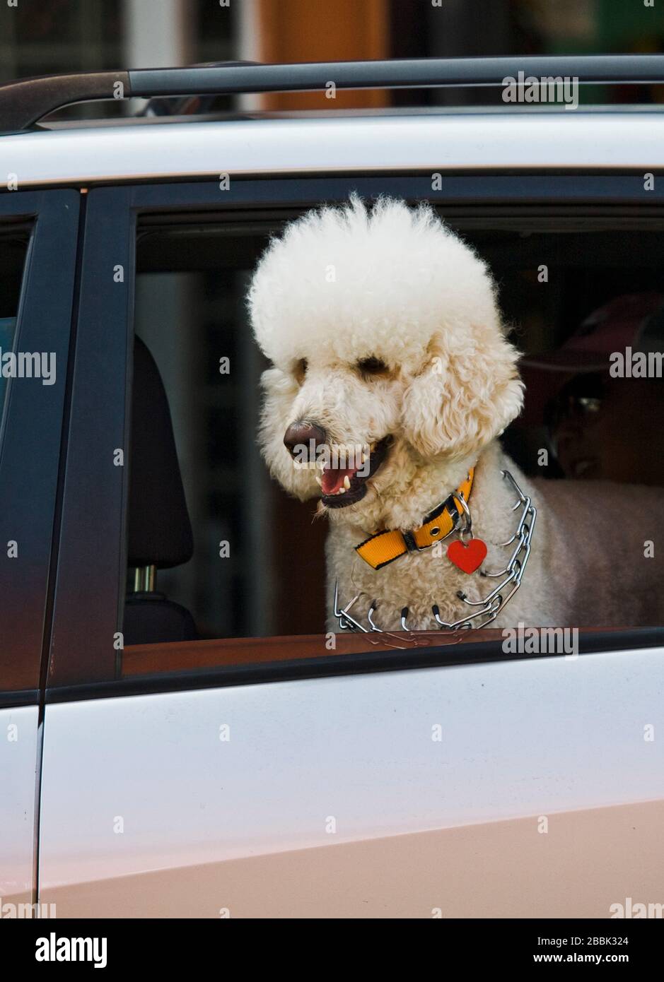 Dog in a car window, Venice Beach, Los Angeles, California Stock Photo ...