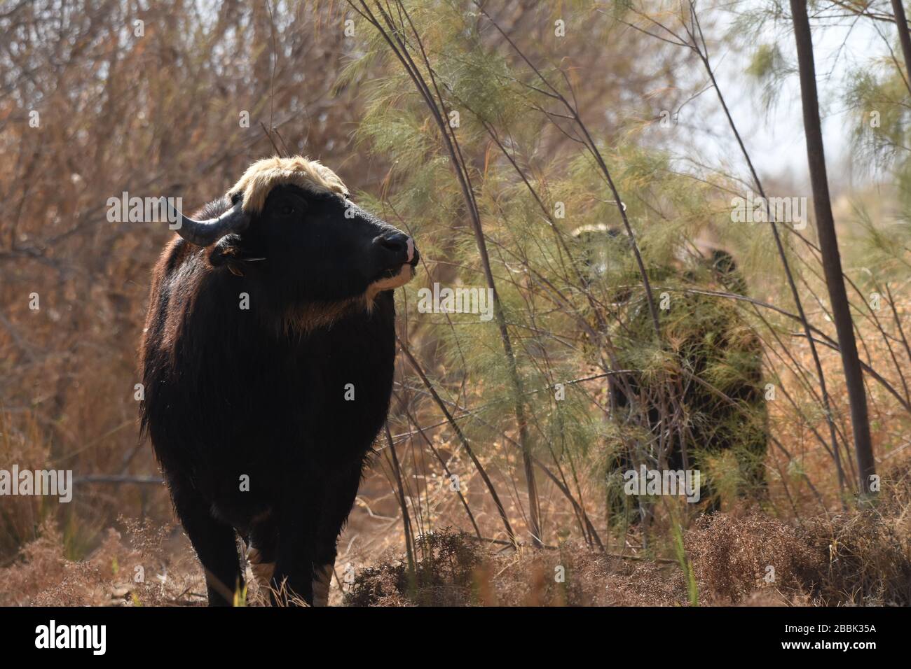 River buffalos. Species of wild ungulates reproduced in the Al Azrak ...