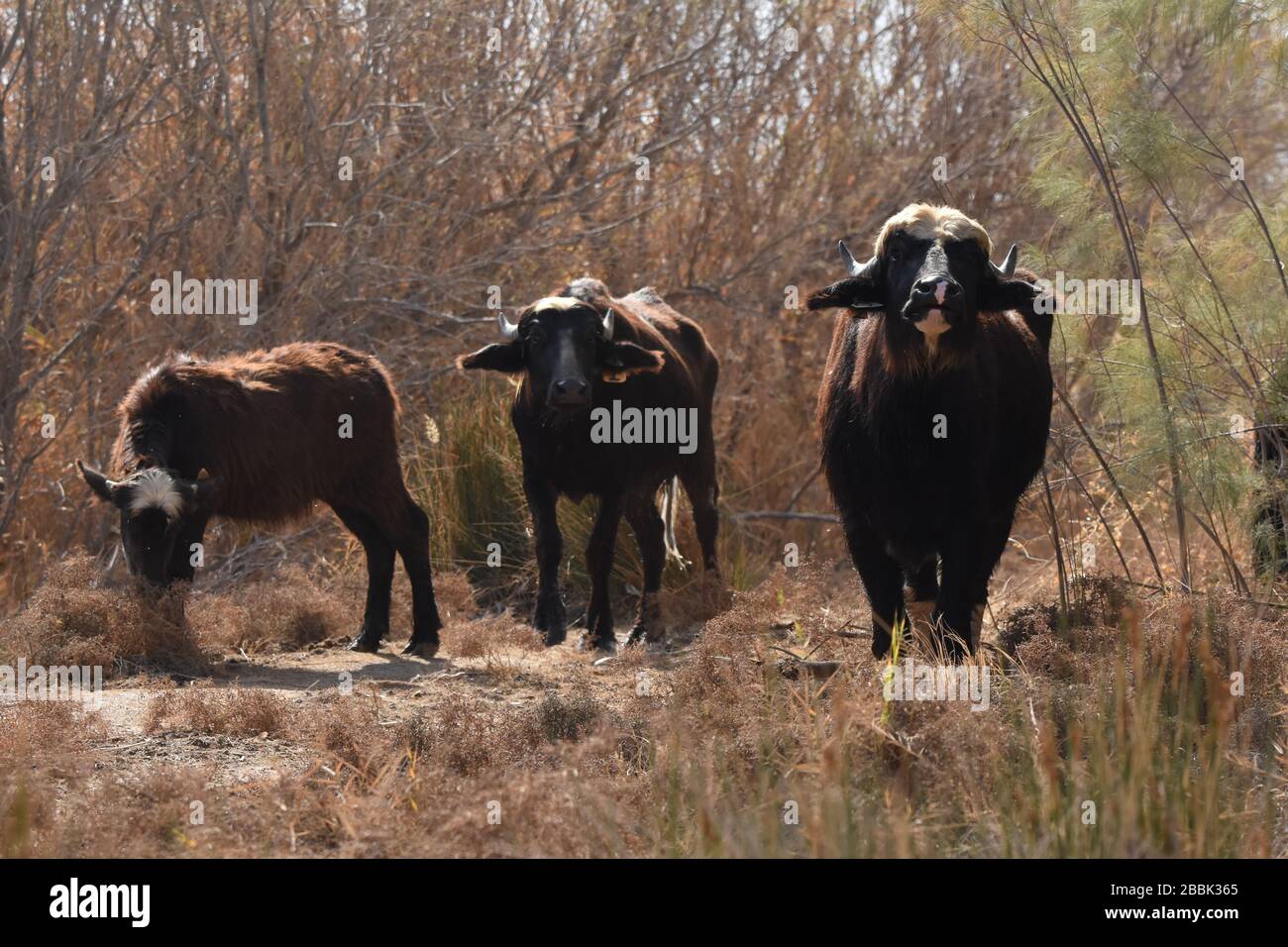River buffalos. Species of wild ungulates reproduced in the Al Azrak ...