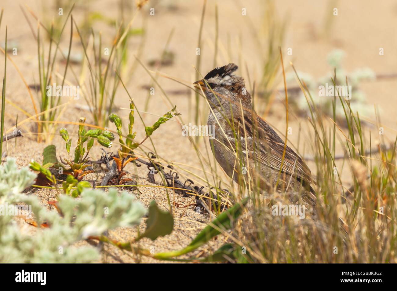 A white-crowned sparrow is foraging for food among the vegetation at ...