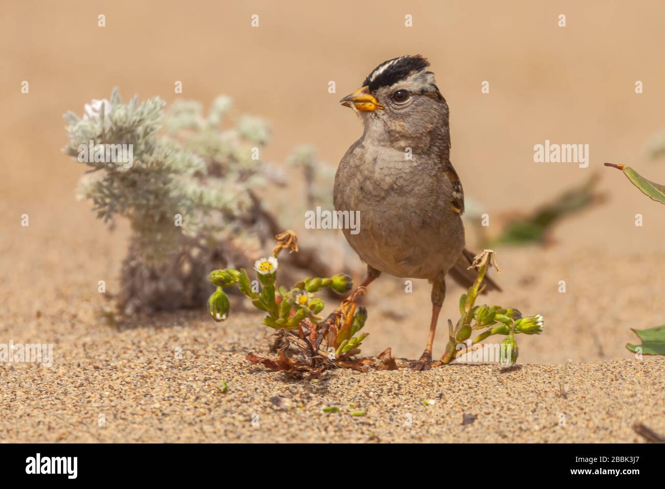 A white-crowned sparrow is foraging for food among the vegetation at ...