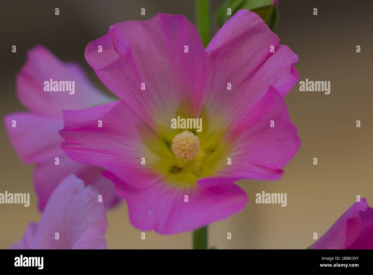 Bloom petals delicate hi-res stock photography and images - Alamy