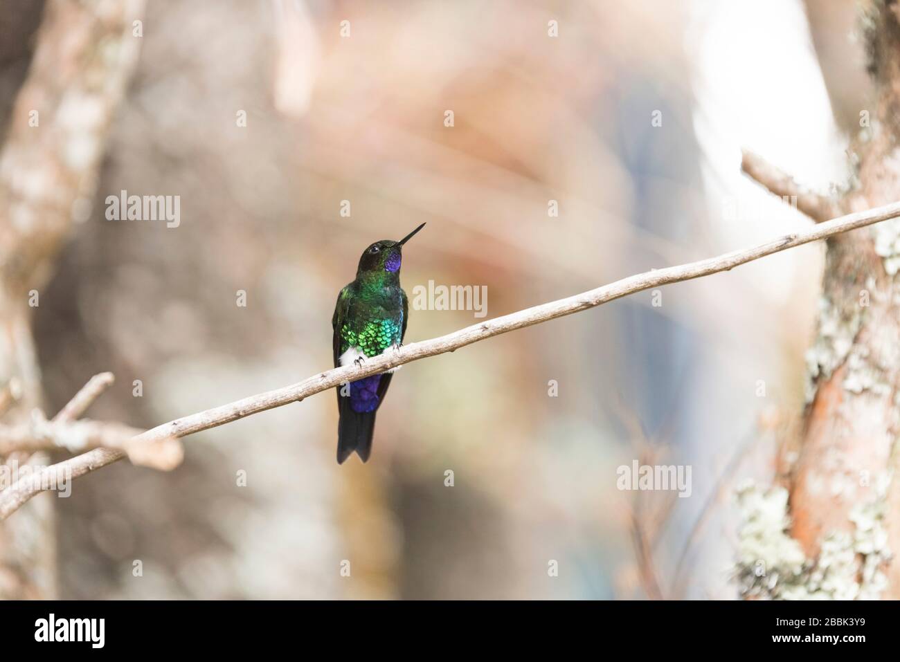 Blue green hummingbird hi-res stock photography and images - Alamy