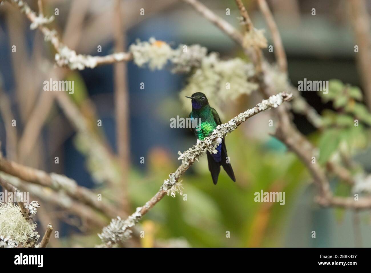 Glowing puffleg hummingbird hi-res stock photography and images - Alamy