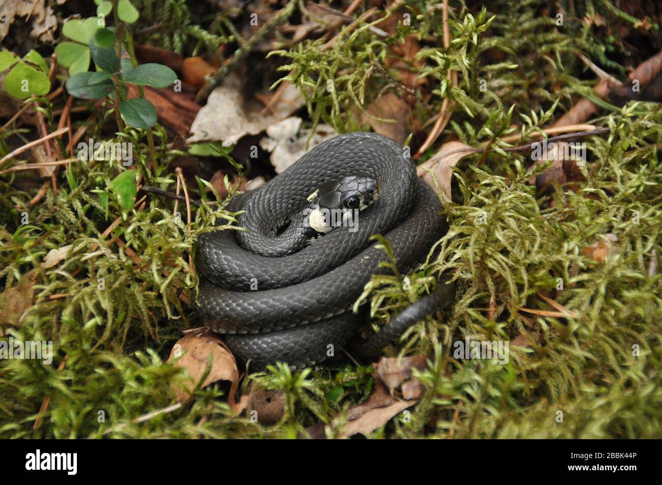 Grass snake resting and hunting in the woods for smaller victims. A ...