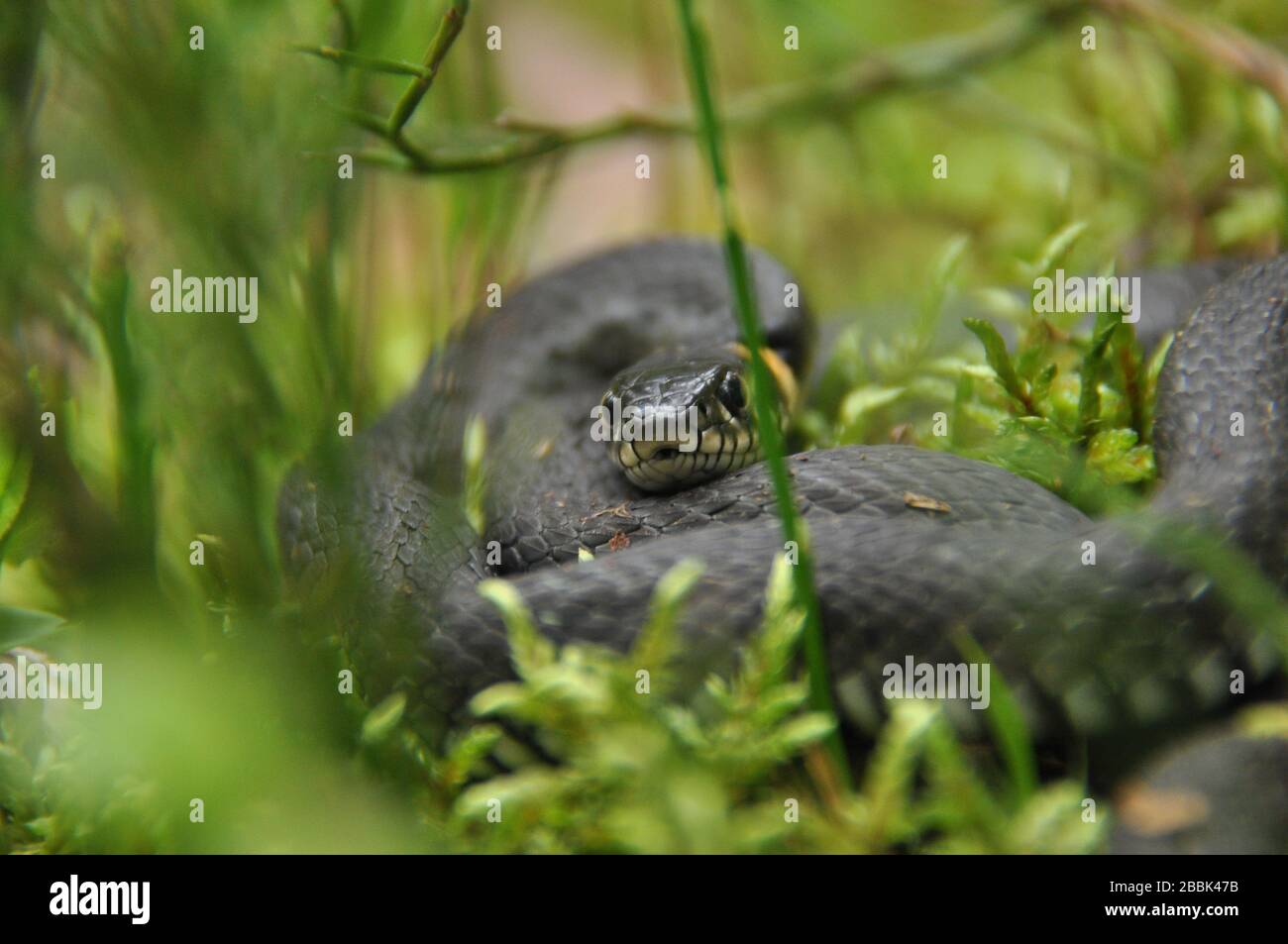 Grass snake resting and hunting in the woods for smaller victims. A ...