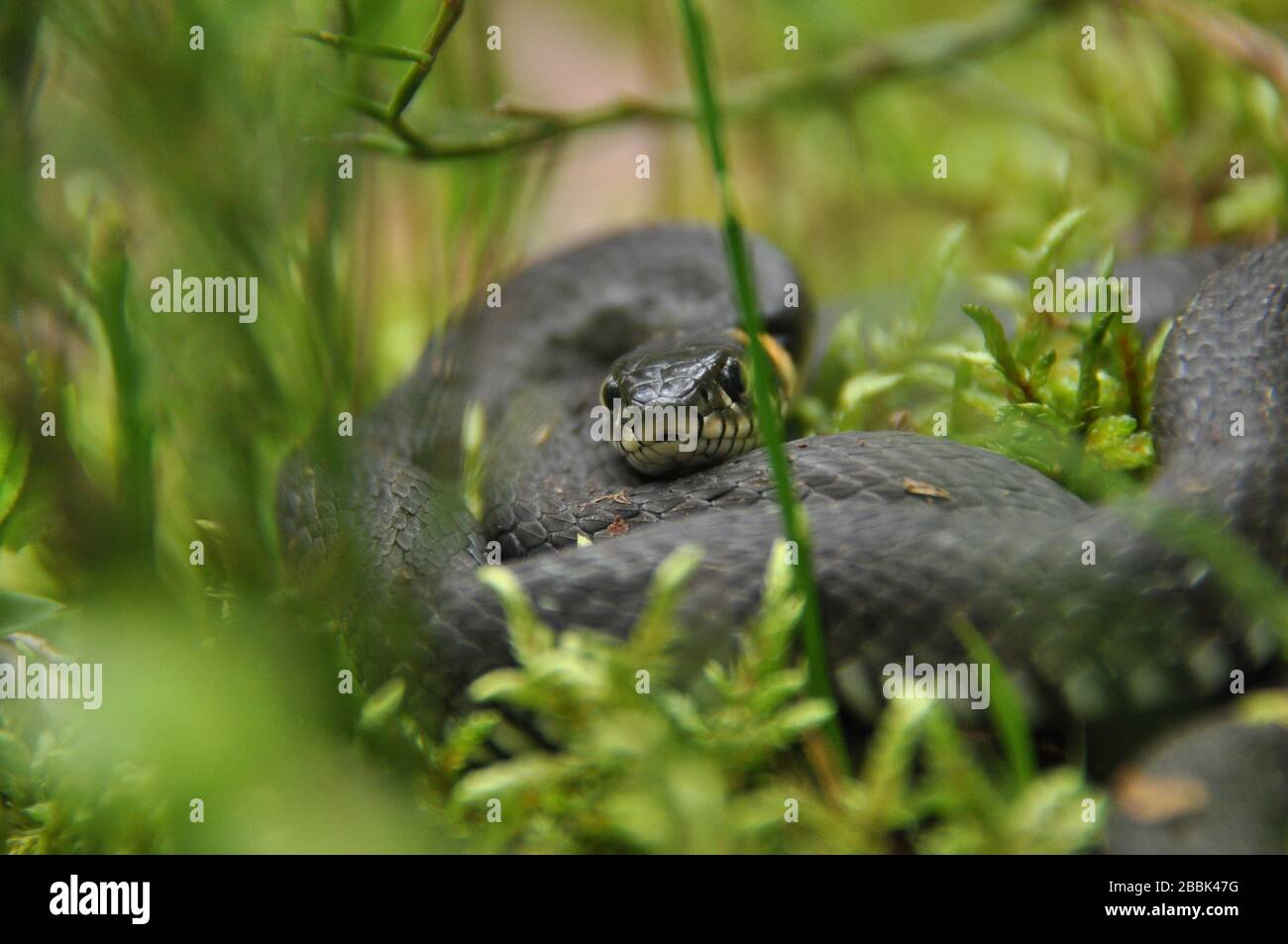 Grass snake resting and hunting in the woods for smaller victims. A ...