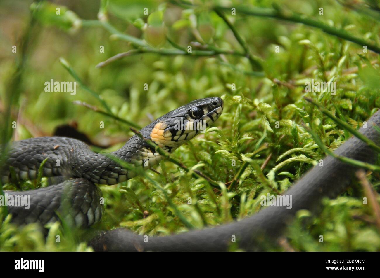 Grass snake resting and hunting in the woods for smaller victims. A ...