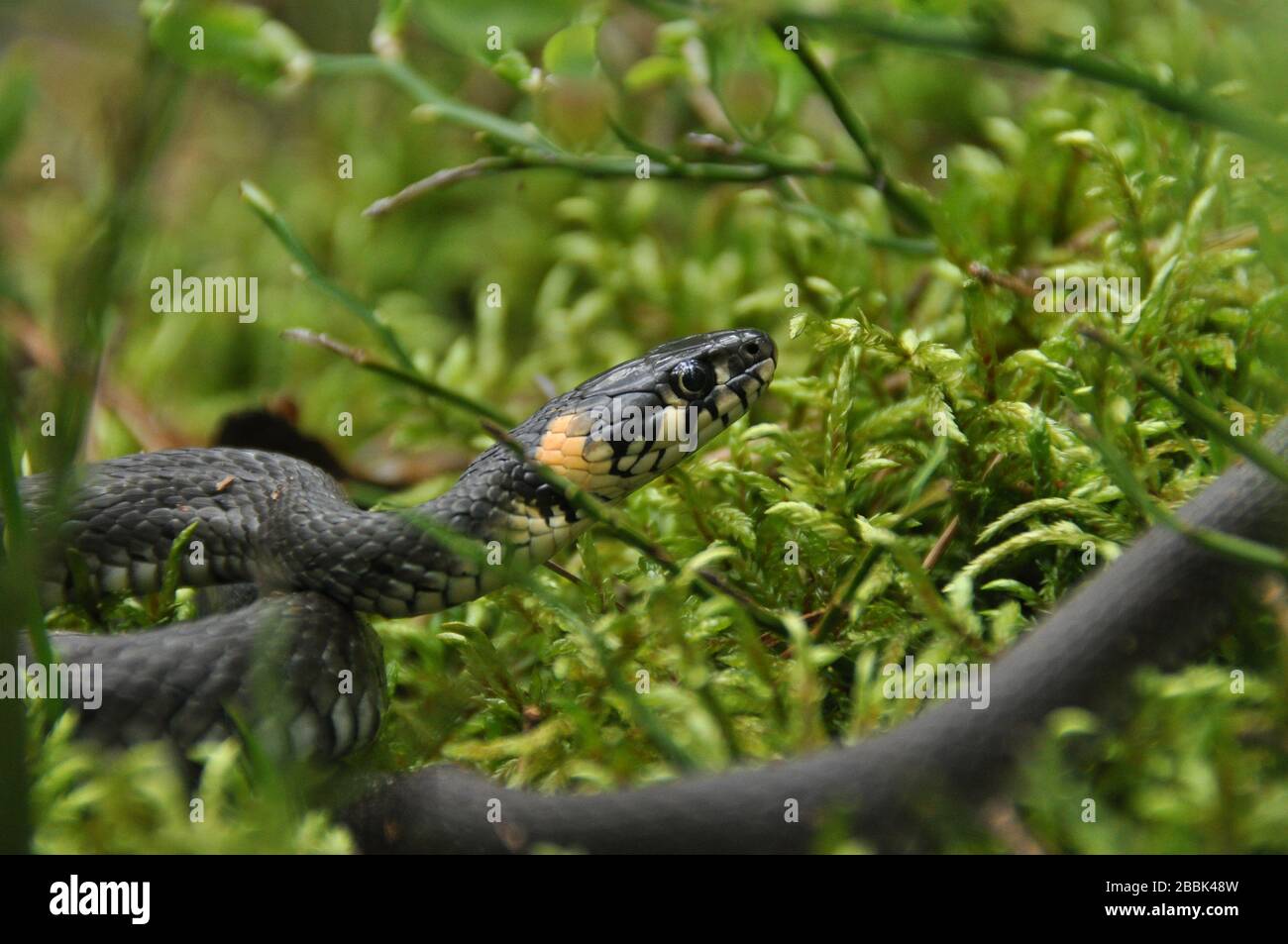 Grass snake resting and hunting in the woods for smaller victims. A ...
