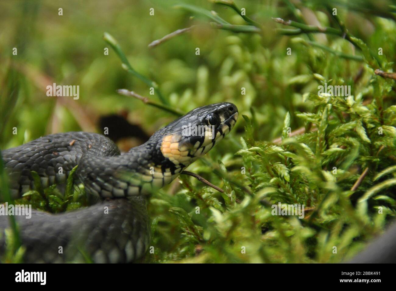 Grass snake resting and hunting in the woods for smaller victims. A ...