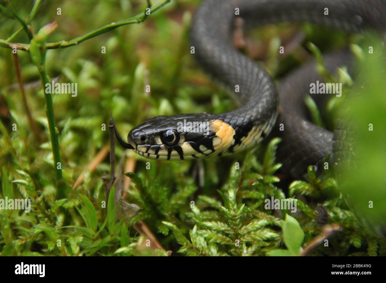 Grass snake resting and hunting in the woods for smaller victims. A ...