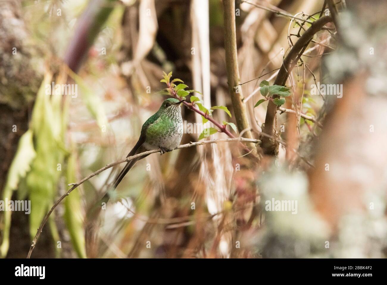 Long tailed green bird hi-res stock photography and images - Alamy
