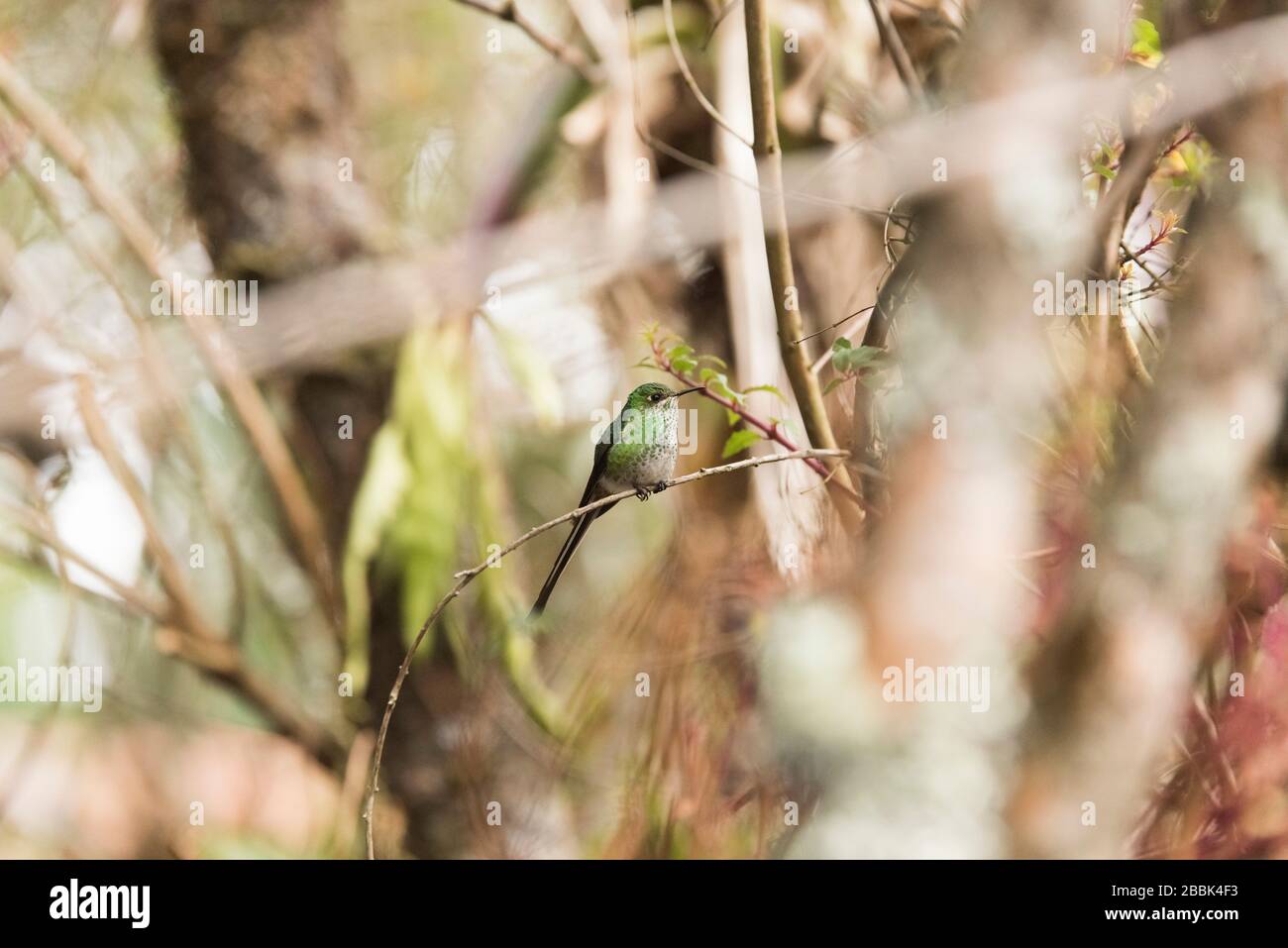 Long tailed green bird hi-res stock photography and images - Alamy