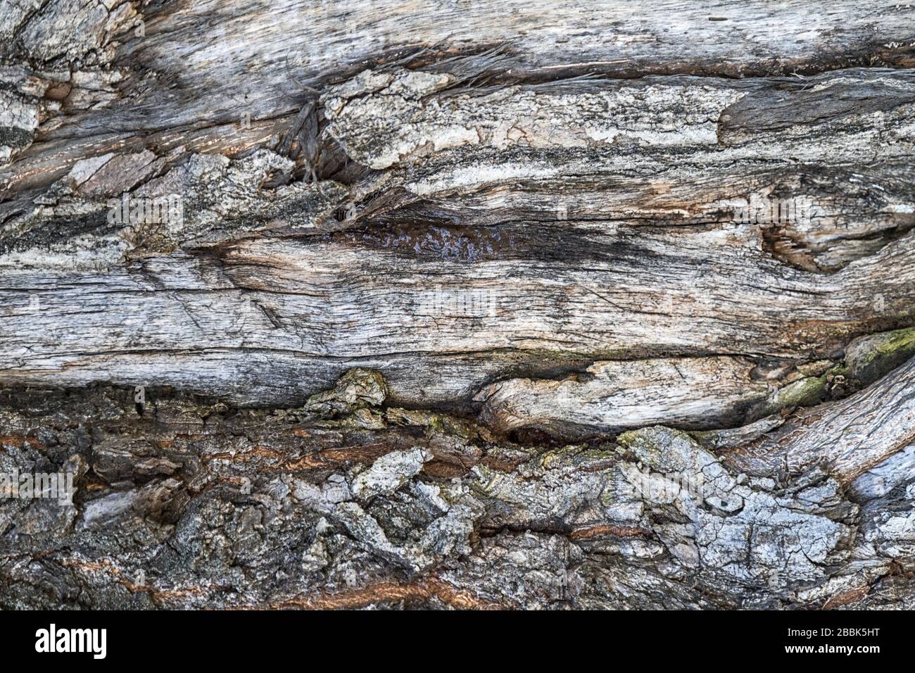 Weathered tree bark textured background Stock Photo - Alamy