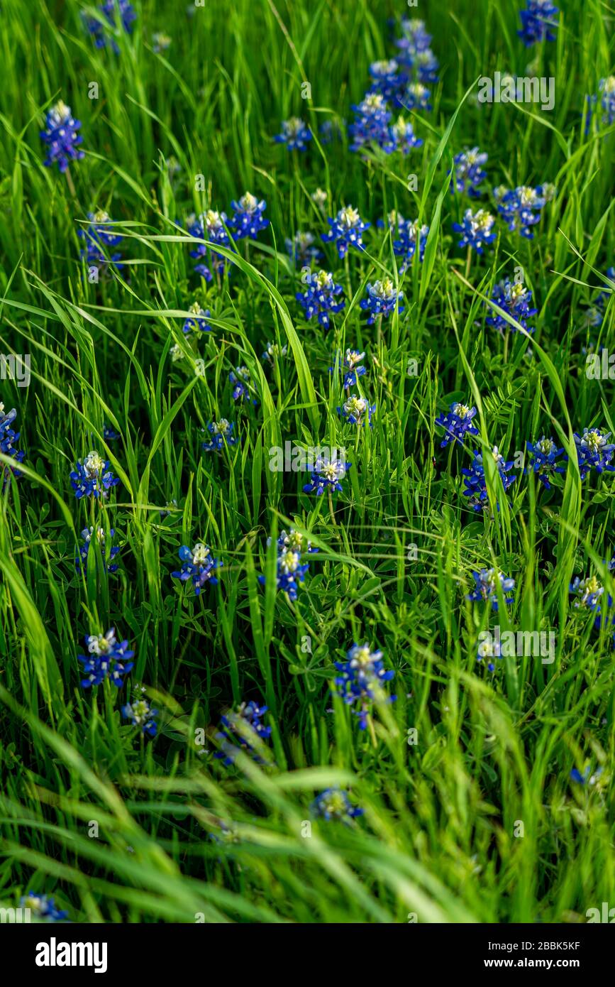 Wind blowing blue flower hi-res stock photography and images - Alamy