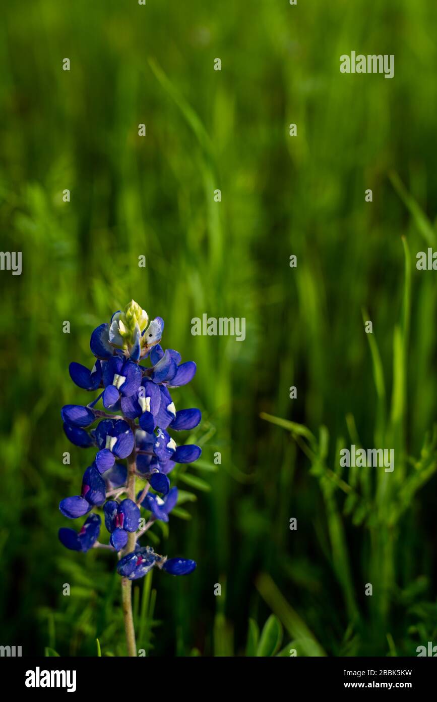 Blue bonnet blooming in a bright green grassy field Stock Photo - Alamy