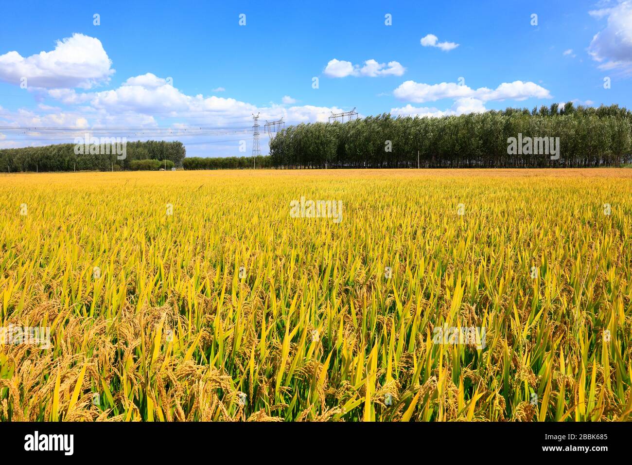 Mature rice in rice field, under the blue sky white clouds Stock Photo ...