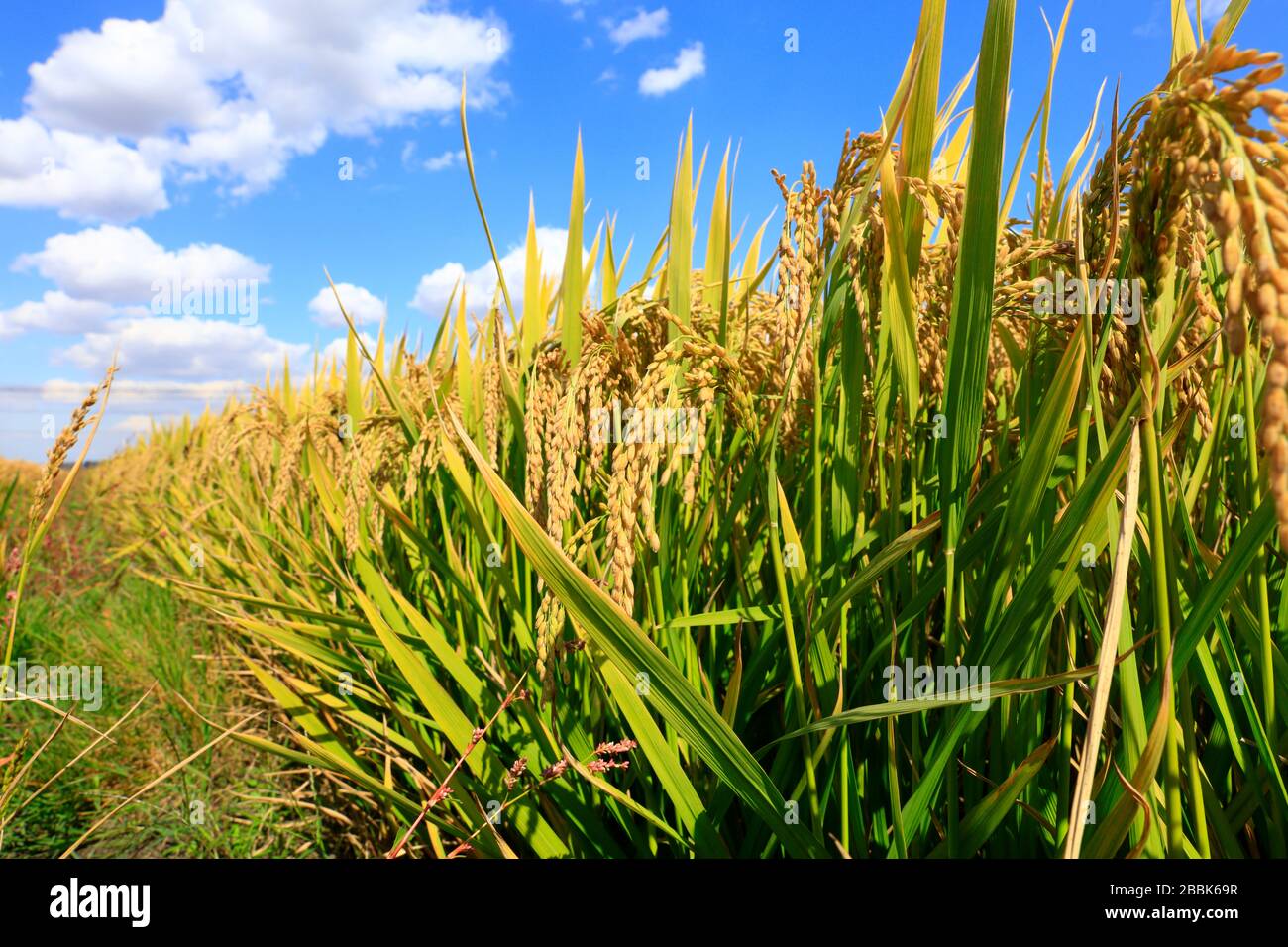 Mature rice in rice field, under the blue sky white clouds Stock Photo ...