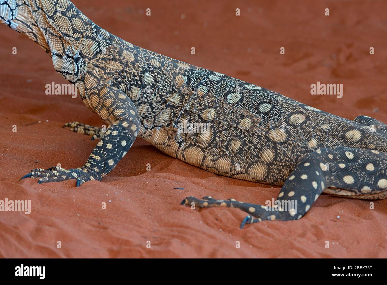 Perentie hi-res stock photography and images - Alamy