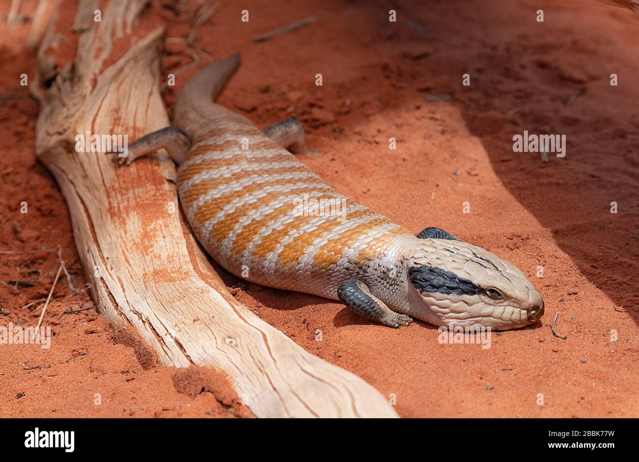 Centralian blue tongue skink tiliqua multifasciata hi-res stock ...