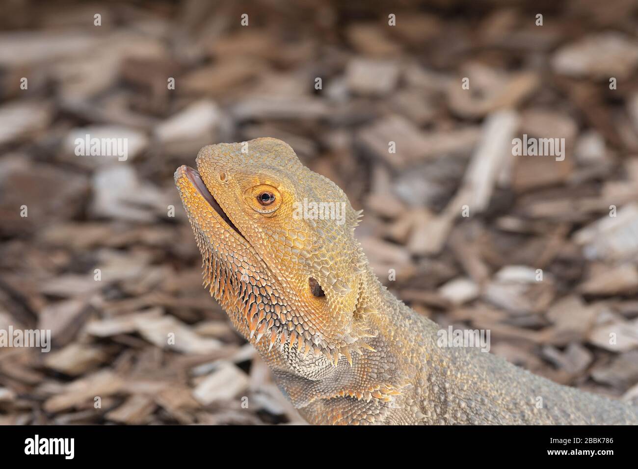 Agamid lizard hi-res stock photography and images - Alamy