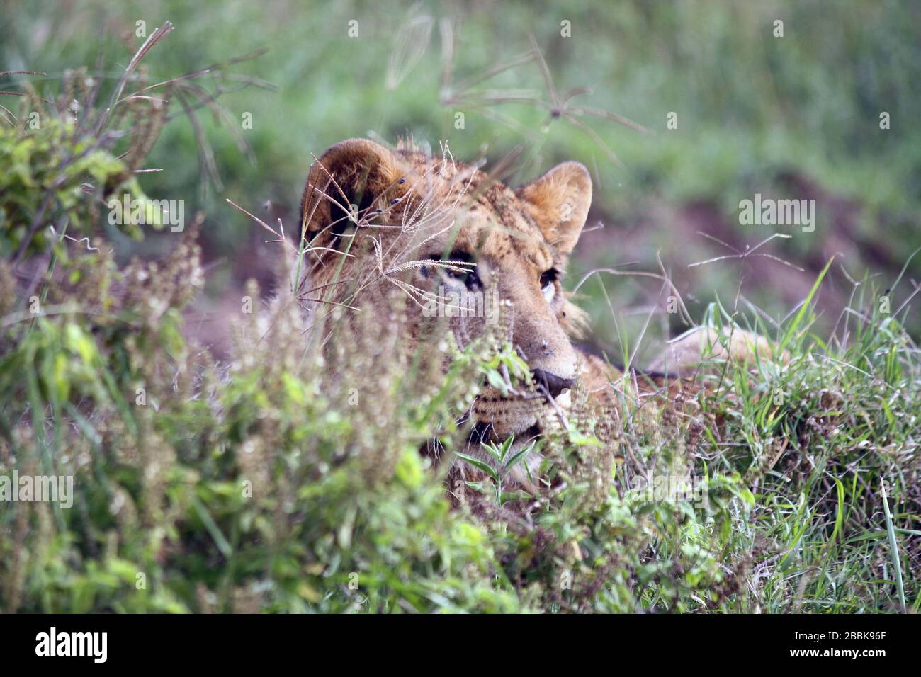 Hidden lion hi-res stock photography and images - Alamy