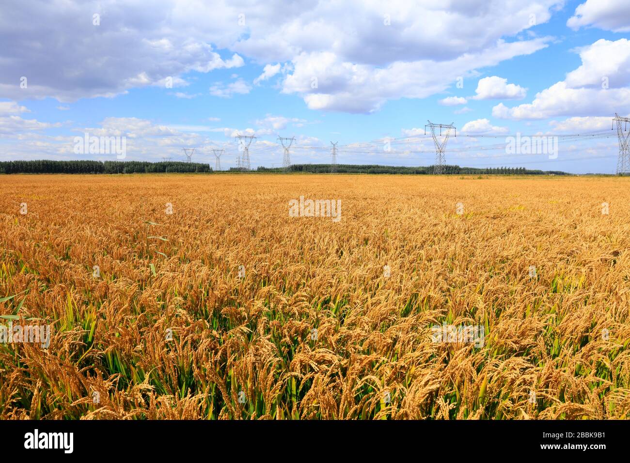 Mature rice in rice field, under the blue sky white clouds Stock Photo ...