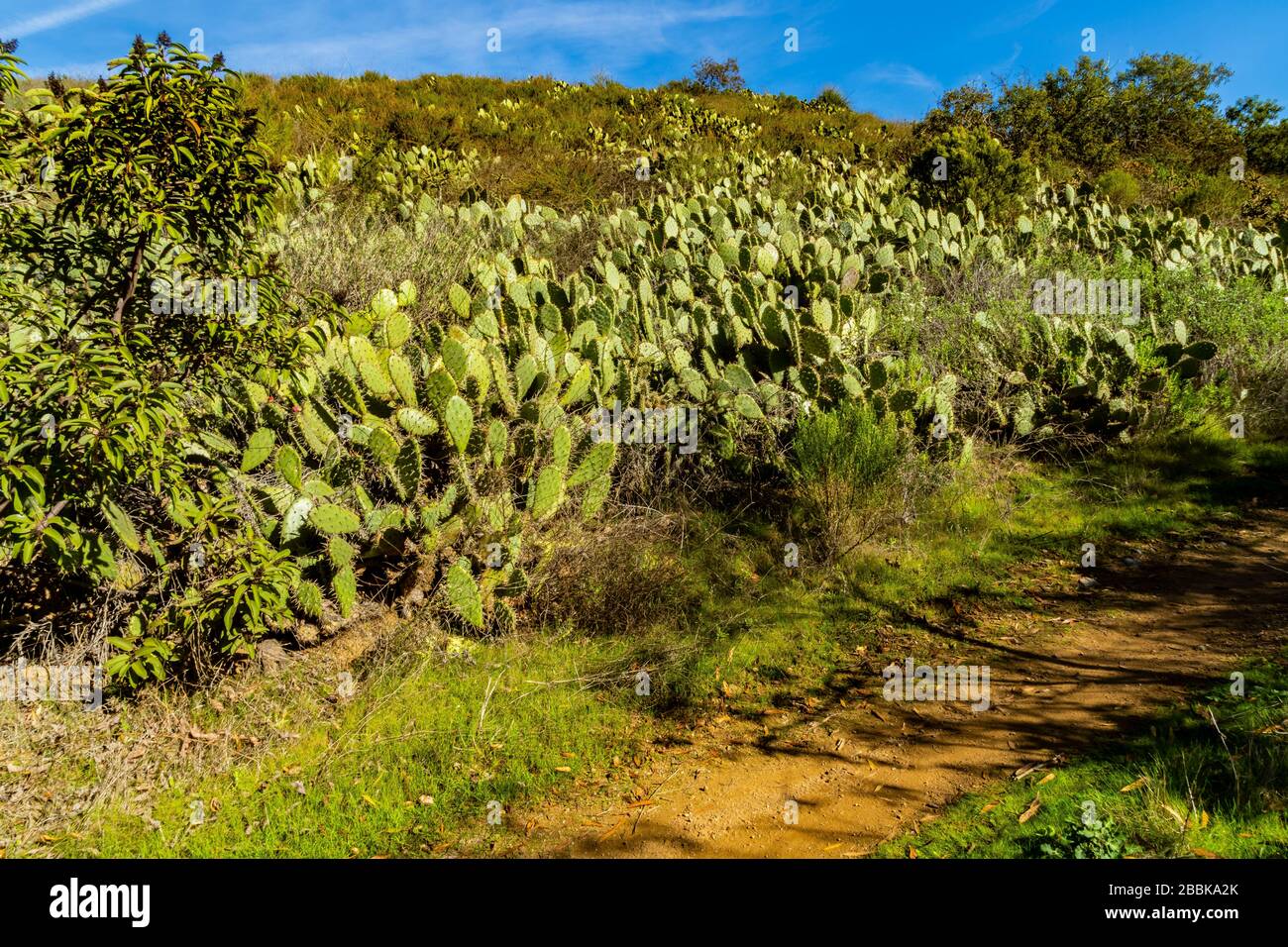 vast cactus field along lusardi creek hiking trail, san diego ca us ...