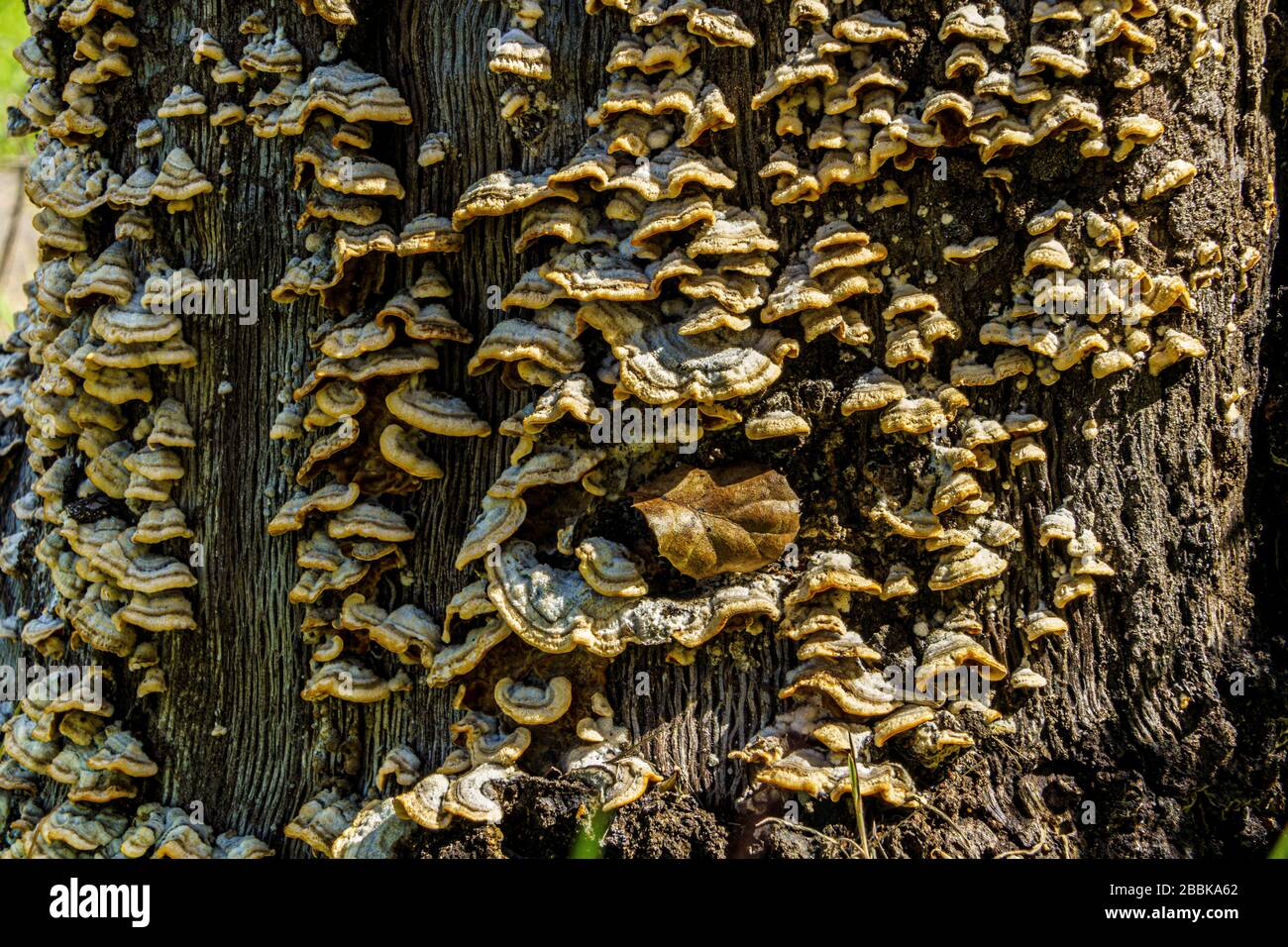 tree fungus macro closeup Stock Photo - Alamy